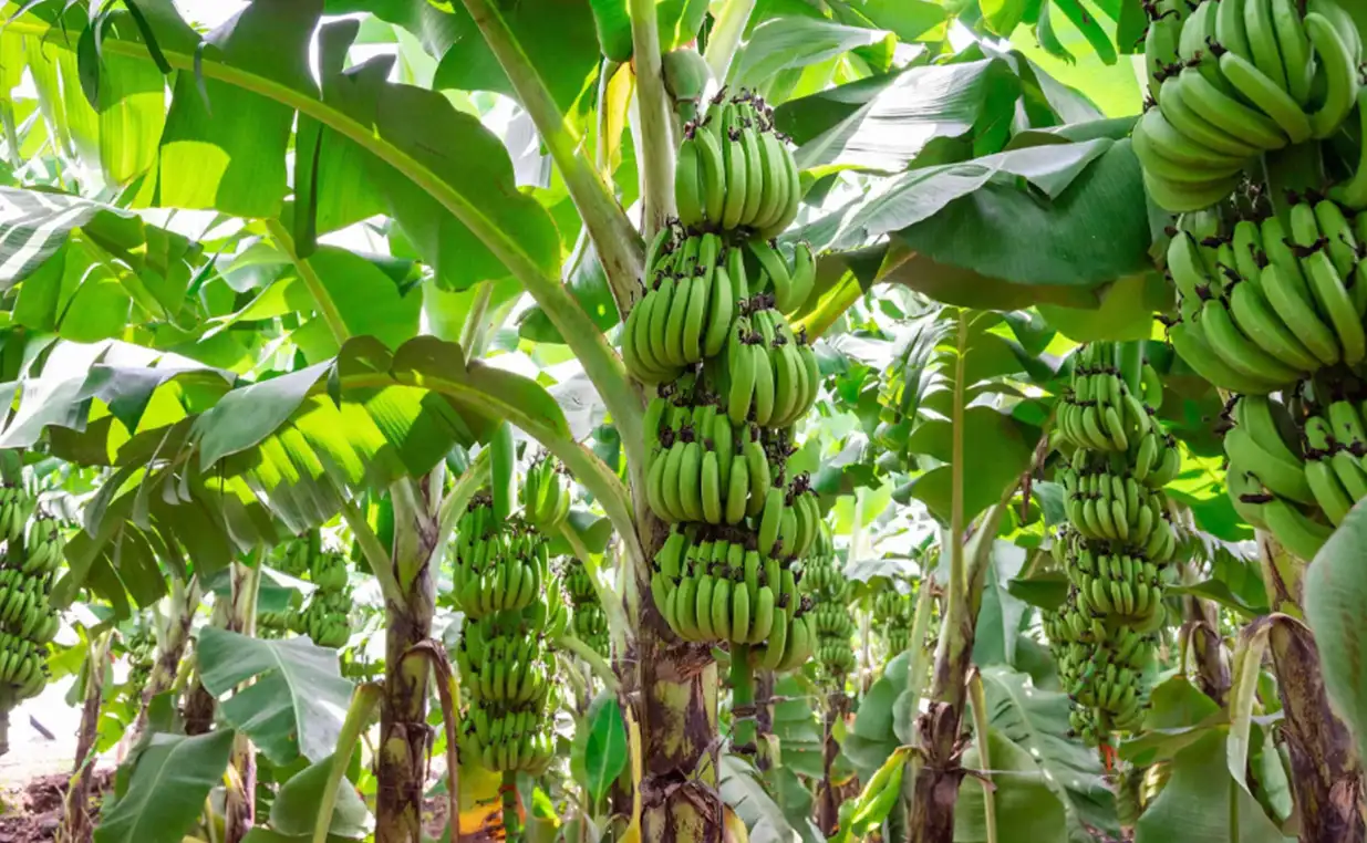 South Indian Banana Cultivars: Taste, Uses & Export Insights